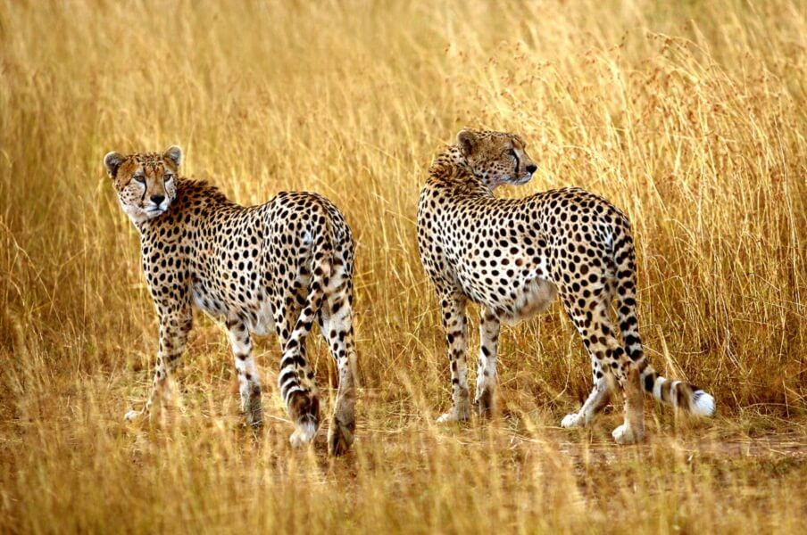 Cheetah Facts & Info, Pictures, Video and Much More about Cheetahs