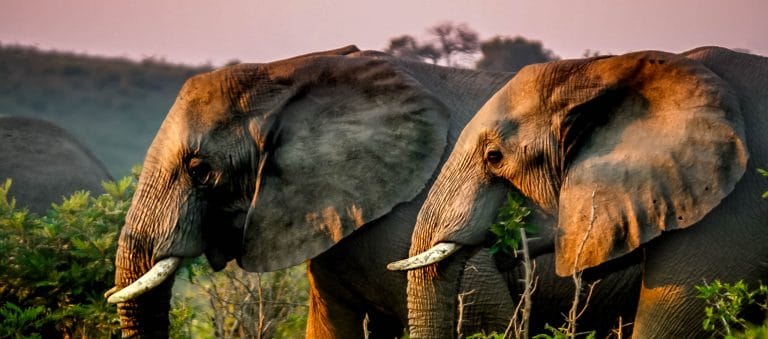Elephant Information, Facts, Pictures & Video Learn More Big 5 Info
