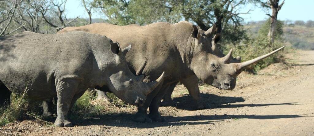 Hluhluwe Game Reserve 2013 Rates