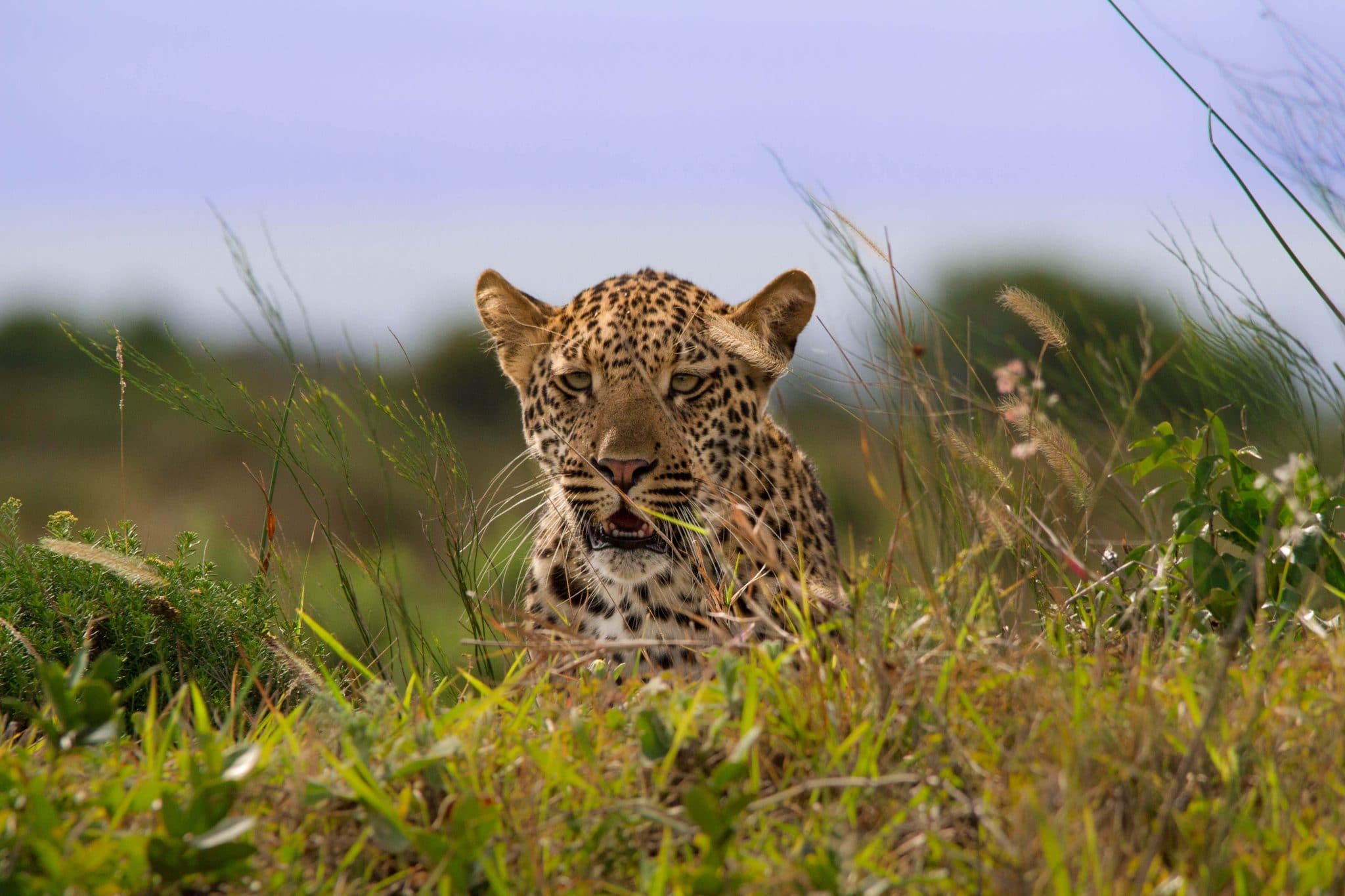 Hluhluwe Game Reserve South Africa A Big 5 Game Park Zululand Natal