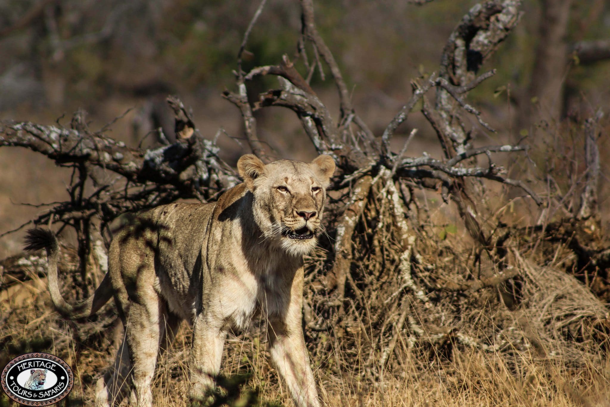 Hluhluwe Game Reserve Travel Guide