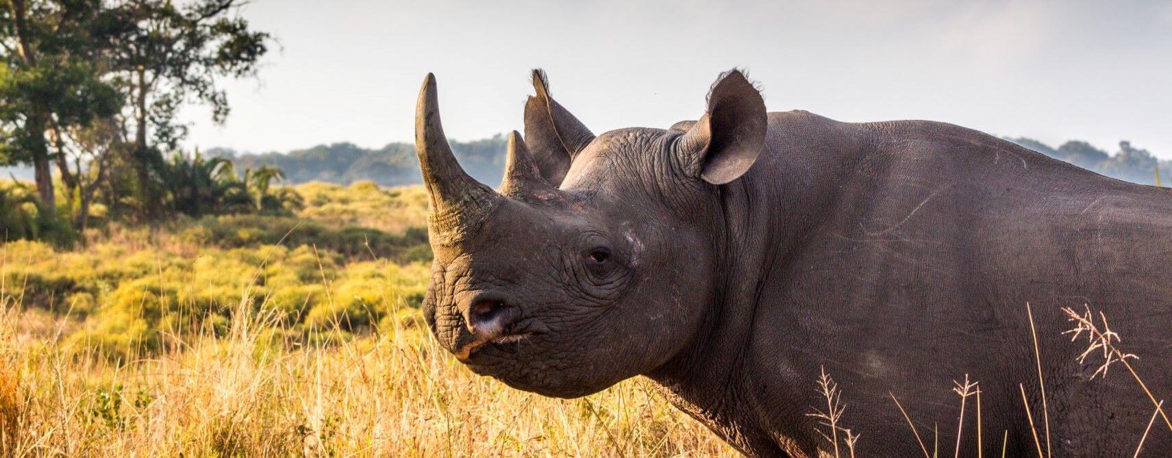 The Best Things To Do In Durban Hluhluwe Game Reserve The Best Things To Do In Durban Hluhluwe Game Reserve