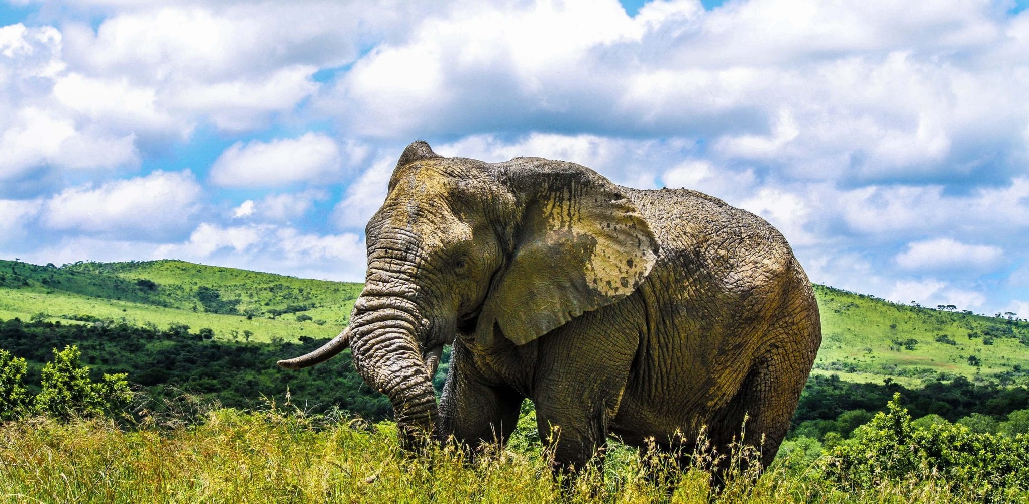 Hluhluwe-iMfolozi Game Reserve - Hluhluwe Game Reserve