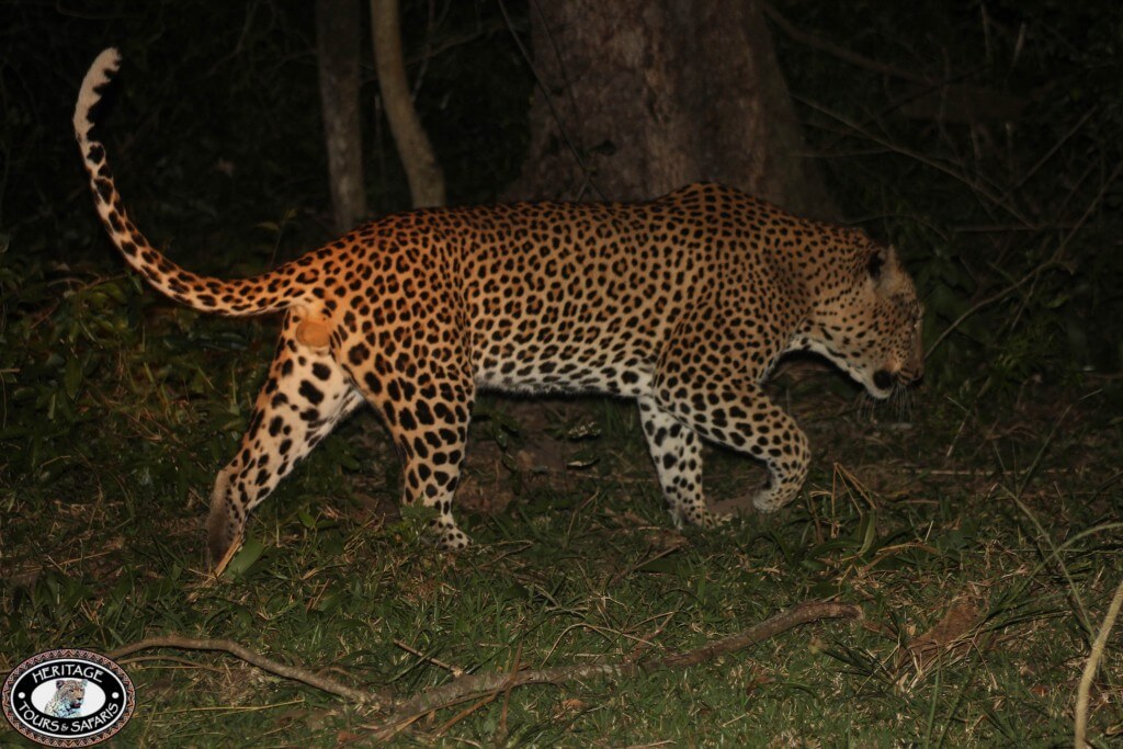 Glorious Leopard Facts, Info, Video and Pictures Learn More