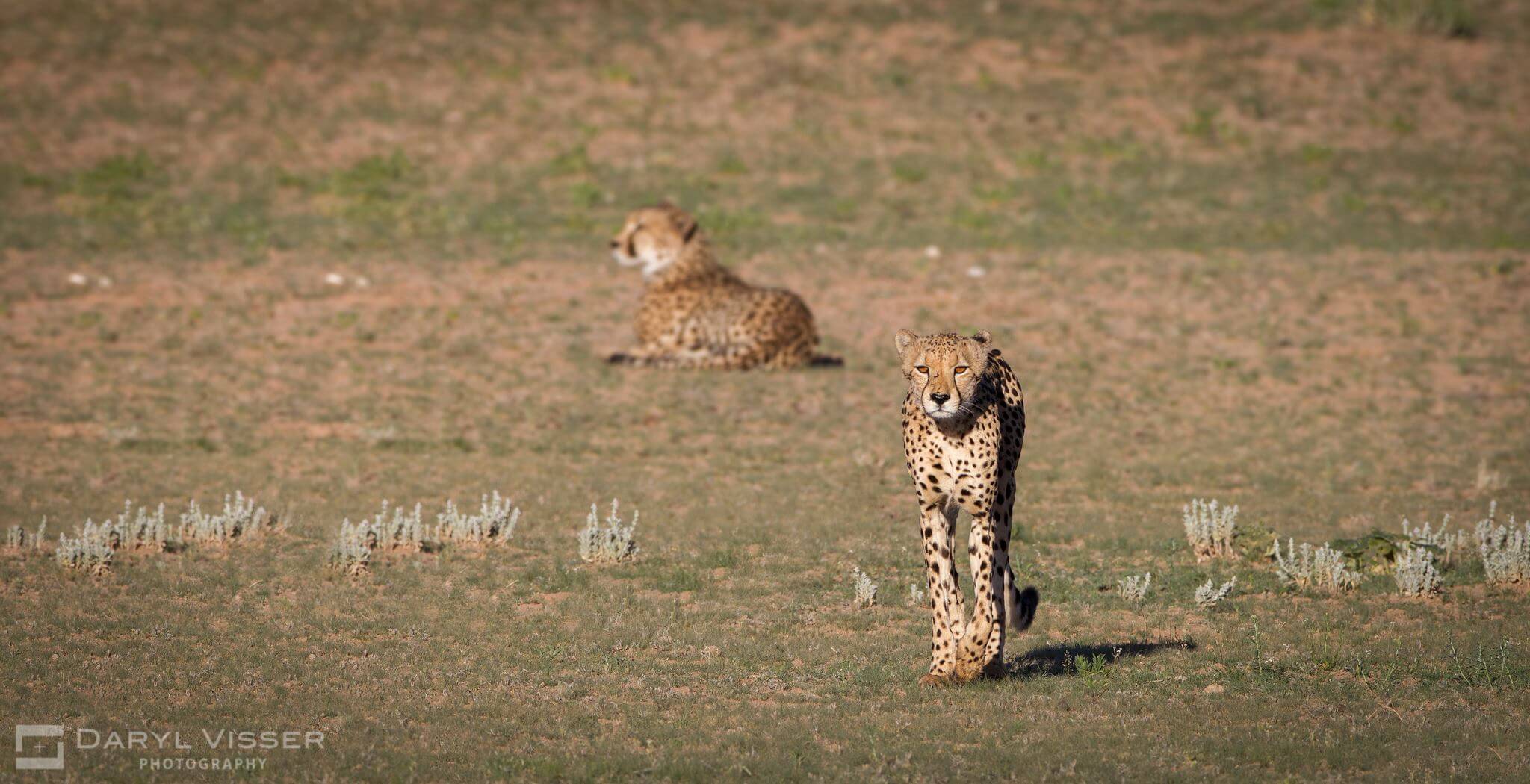 Cheetah Facts & Info, Pictures, Video and Much More about Cheetahs