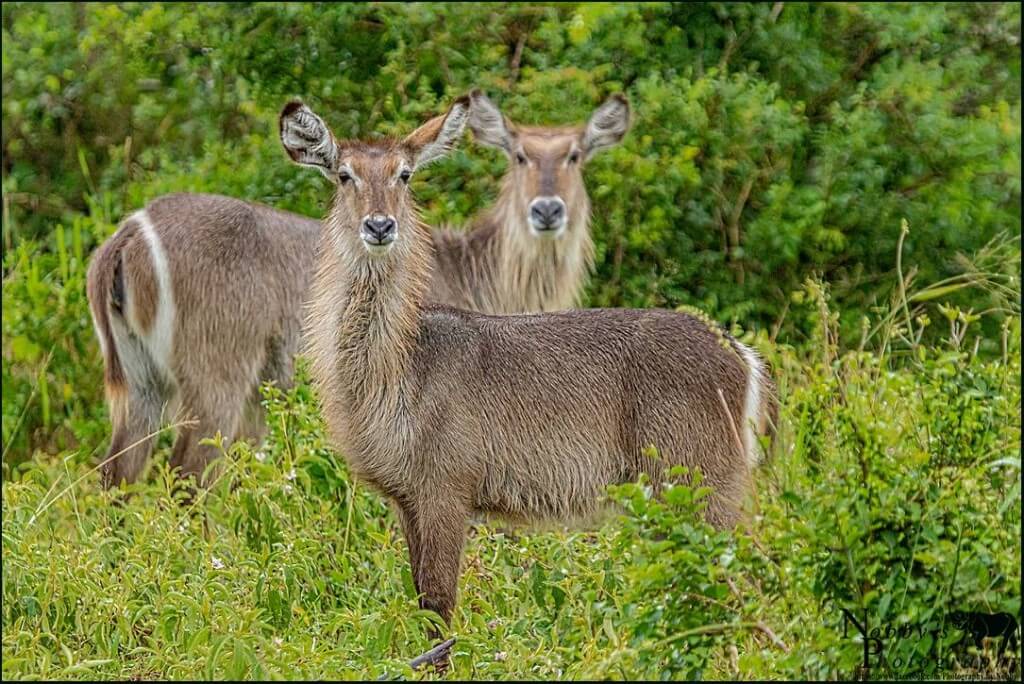 Hluhluwe-Imfolozi Park Animals - Hluhluwe Game Reserve