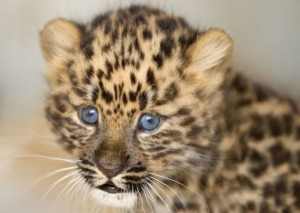 Glorious Leopard Facts, Info, Video and Pictures Learn More