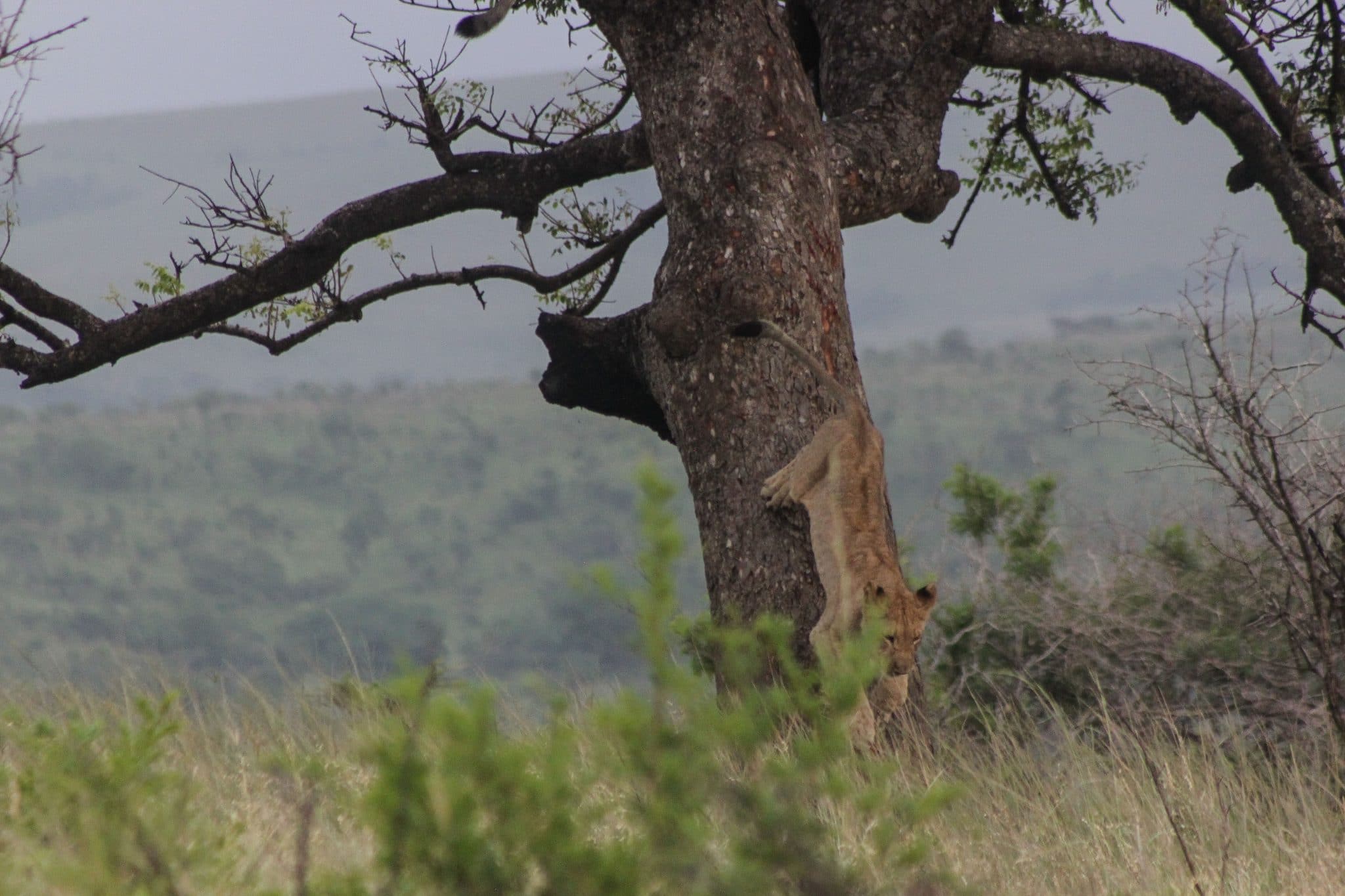 Lions in Trees - Hluhluwe Game Reserve