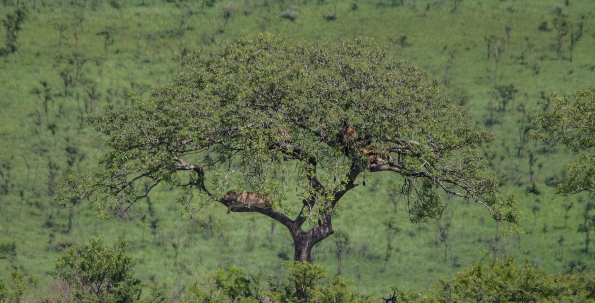 Lions in Trees - Hluhluwe Game Reserve