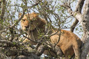 Lions in Trees - Hluhluwe Game Reserve