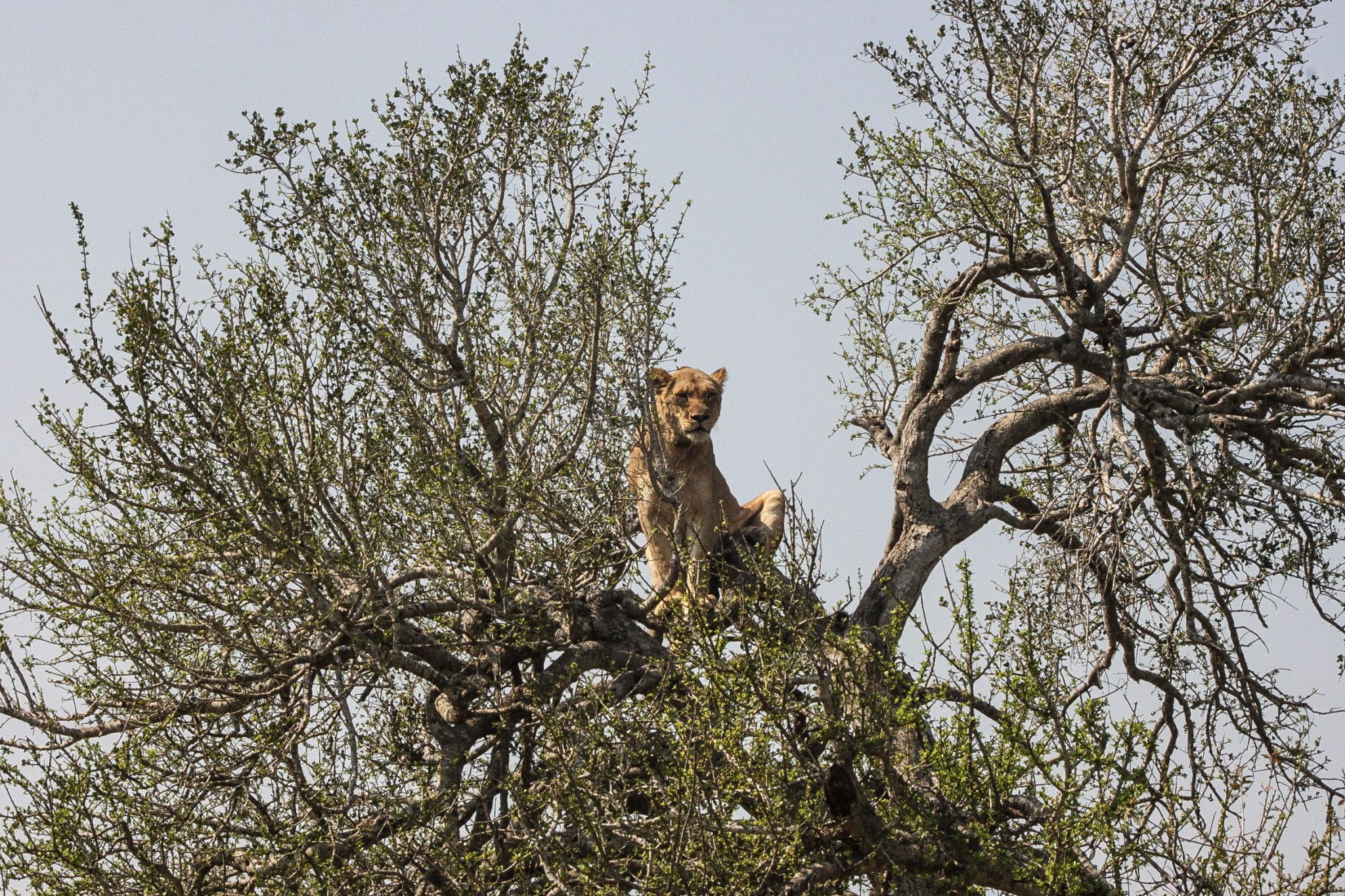Lions in Trees - Hluhluwe Game Reserve