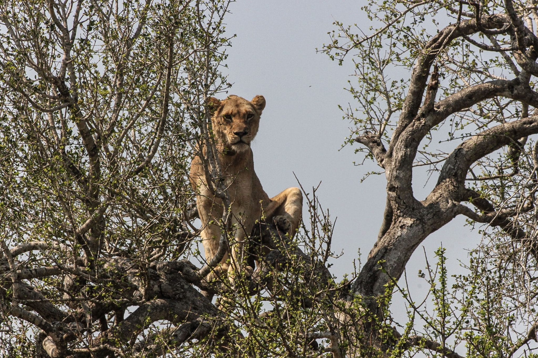Lions in Trees - Hluhluwe Game Reserve
