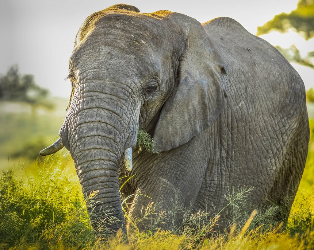 Tree Species Hluhluwe and Surrounds, Learn about the various Trees