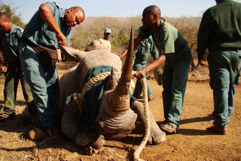 Big 5 Game Reserves in KwaZulu Natal - Hluhluwe Game Reserve