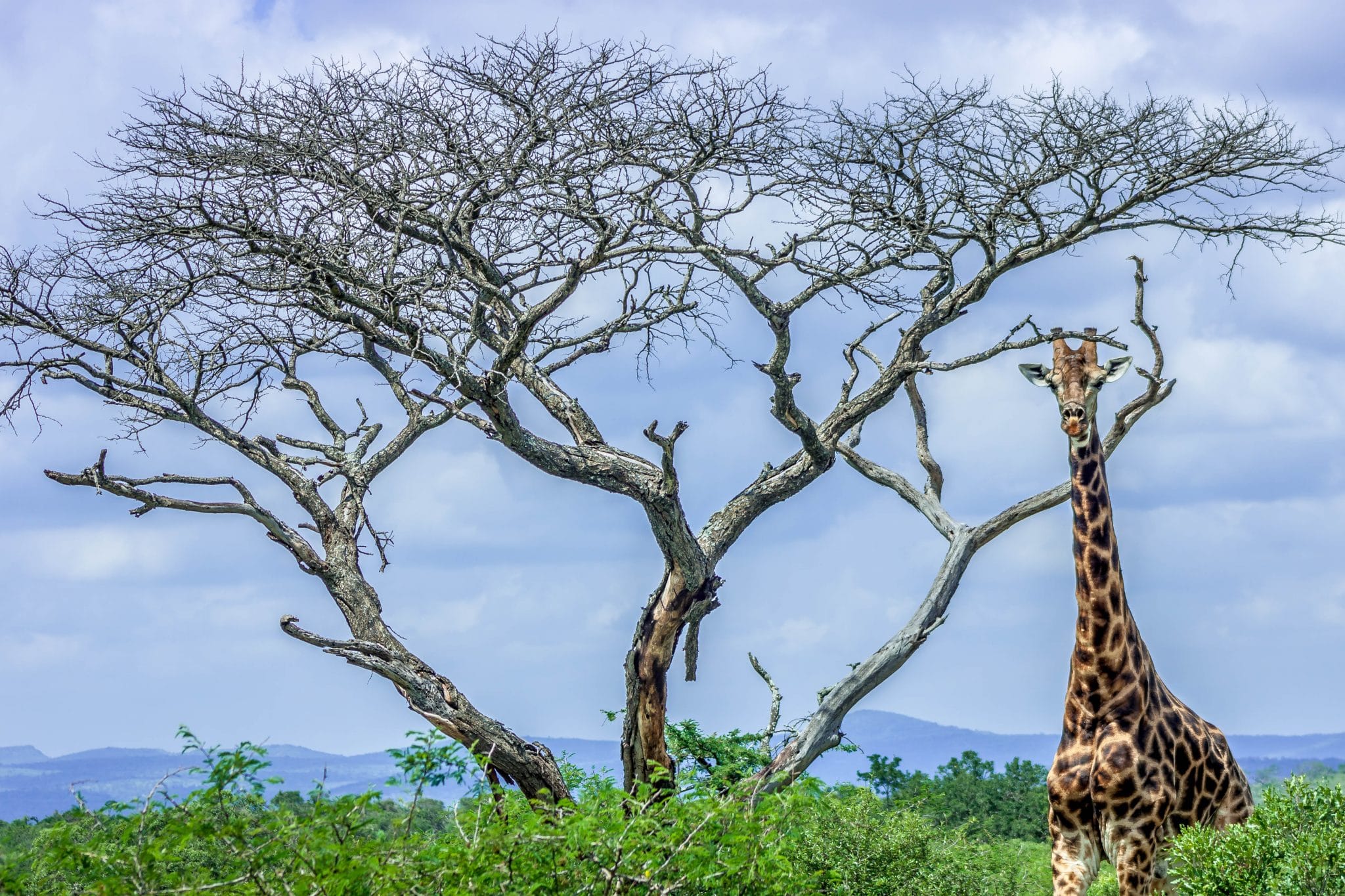 South Africa Tours and Safari Packages, Overnight & Discover