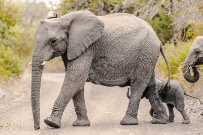 Elephant Information, Facts, Pictures & Video Learn More Big 5 Info