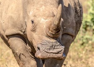 Why is the White Rhino called White, full explanation as to the origin