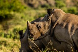 African Small Five, Facts, Information and Video Learn More