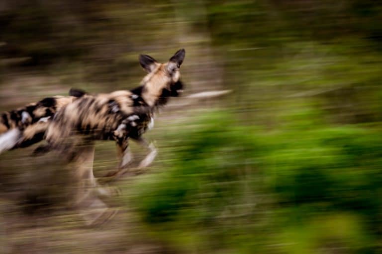 Glorious Leopard Facts, Info, Video and Pictures Learn More