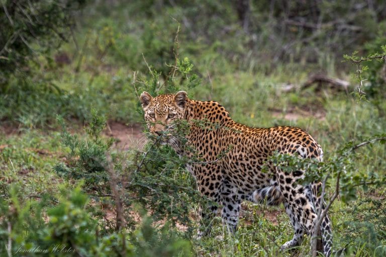Glorious Leopard Facts, Info, Video and Pictures Learn More