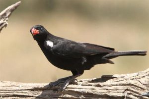 African Small Five, Facts, Information and Video Learn More