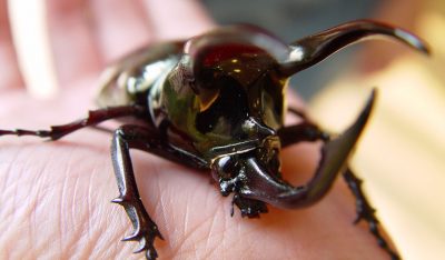 African Small Five, Facts, Information and Video Learn More