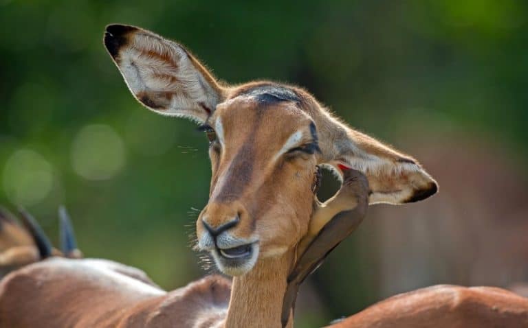 Oxpecker Facts, Information & Video Learn More about the African Wildlife