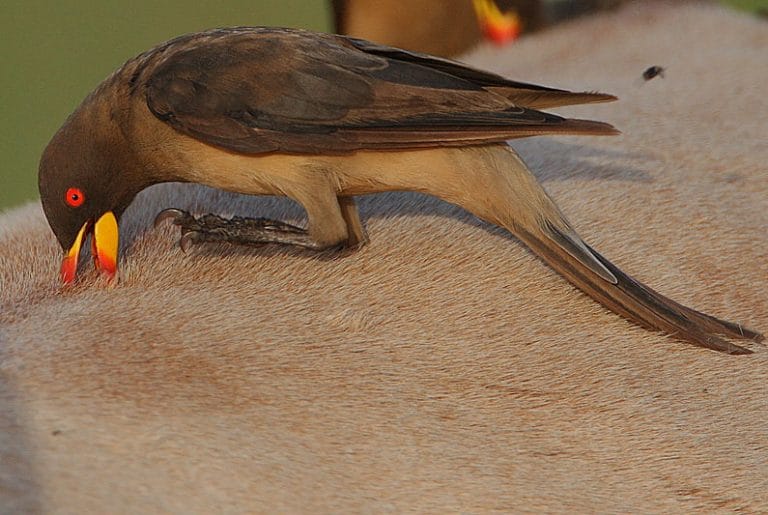Oxpecker Facts, Information & Video Learn More about the African Wildlife