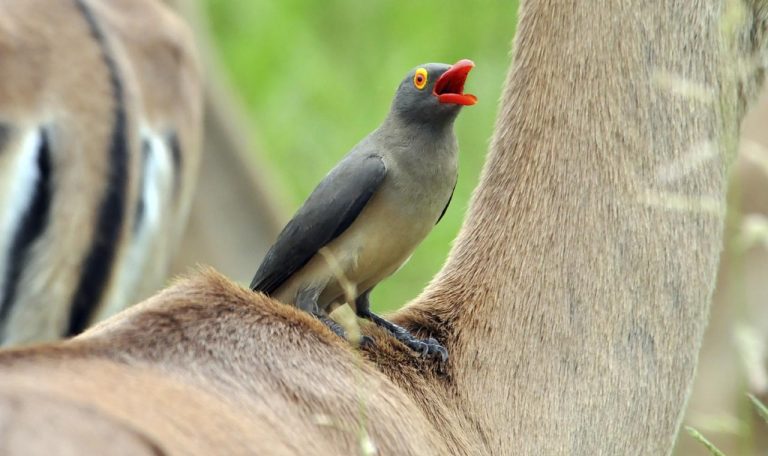 Oxpecker Facts, Information & Video Learn More about the African Wildlife