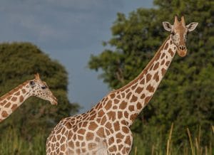 Giraffe Facts, Information Pictures and Video Learn More