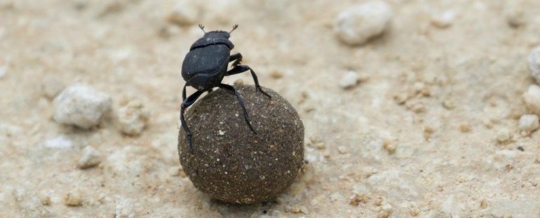 Dung Beetle Facts, Information, Pictures and Video. Learn More