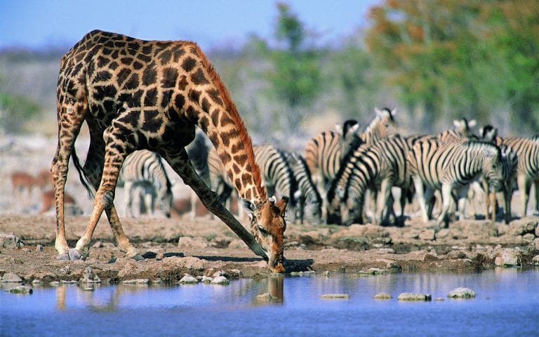 Giraffe Facts, Information Pictures and Video Learn More