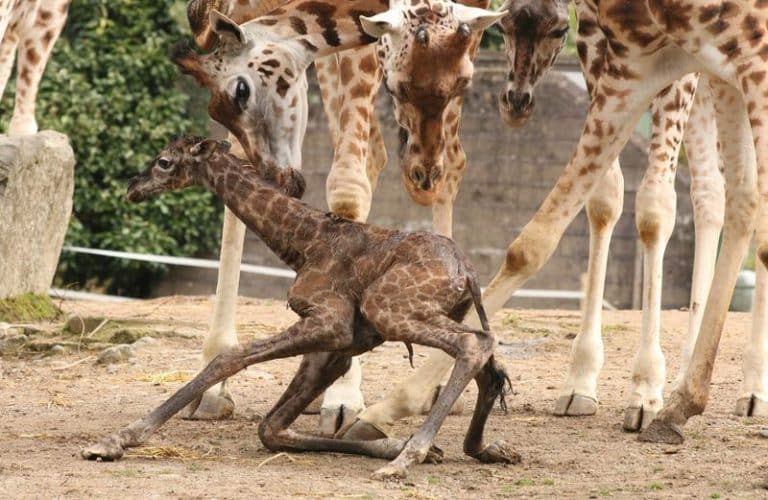 Giraffe Facts, Information Pictures and Video Learn More
