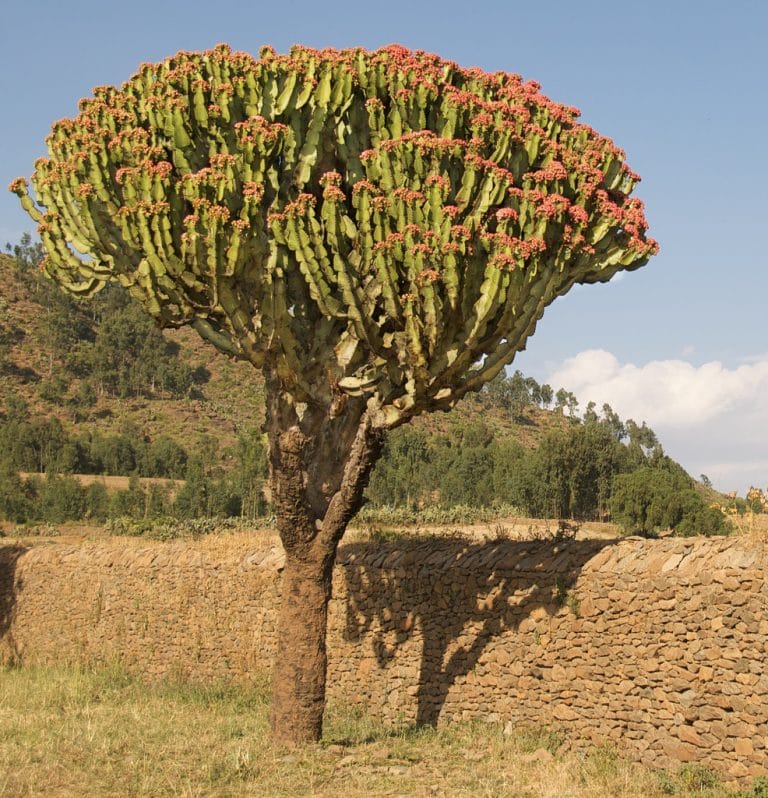 South African Biomes Facts, Information & Pictures Learn More, Explore