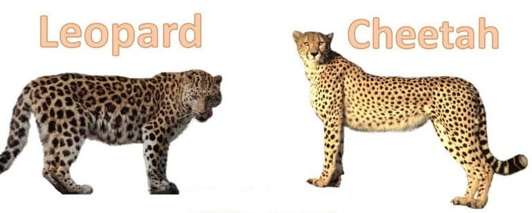 Cheetah Facts & Info, Pictures, Video and Much More about Cheetahs