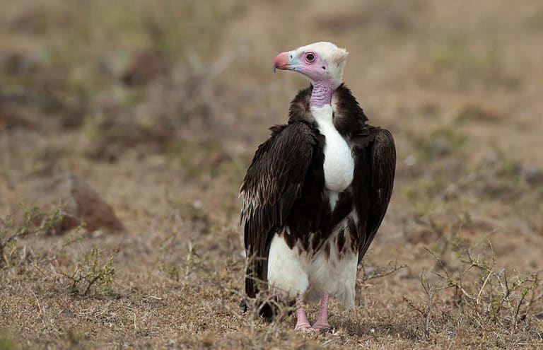 Vultures Facts & Info, Pictures, Video's and Much More about Vultures