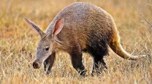 Aardvark Facts Information, Pictures & Video