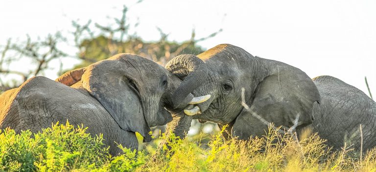 Elephant Information, Facts, Pictures & Video Learn More Big 5 Info