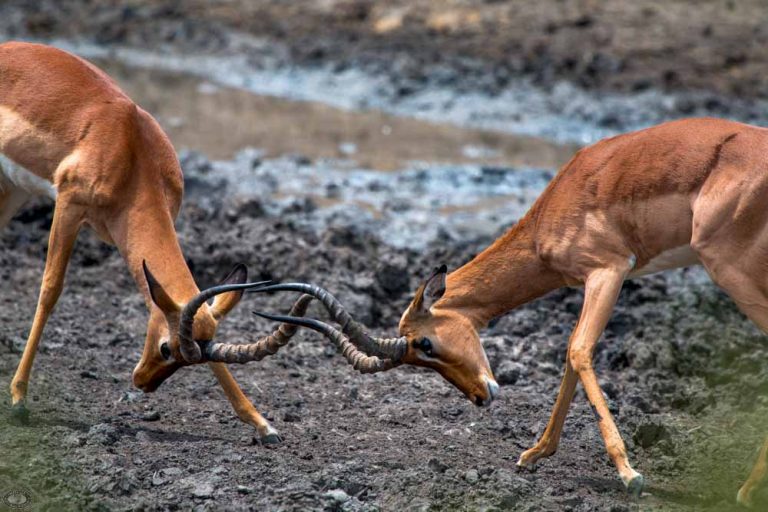 Impala - Hluhluwe Game Reserve