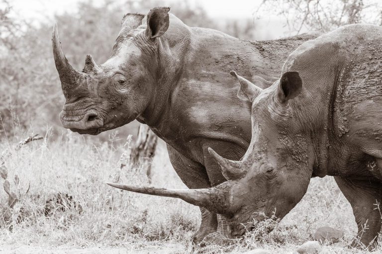 Big 5 Game Reserves in KwaZulu Natal - Hluhluwe Game Reserve