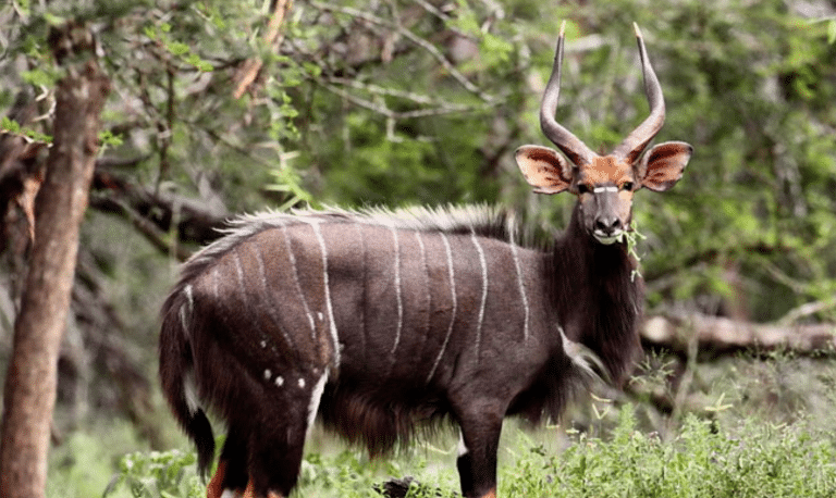 Hluhluwe-Imfolozi Park Animals - Hluhluwe Game Reserve