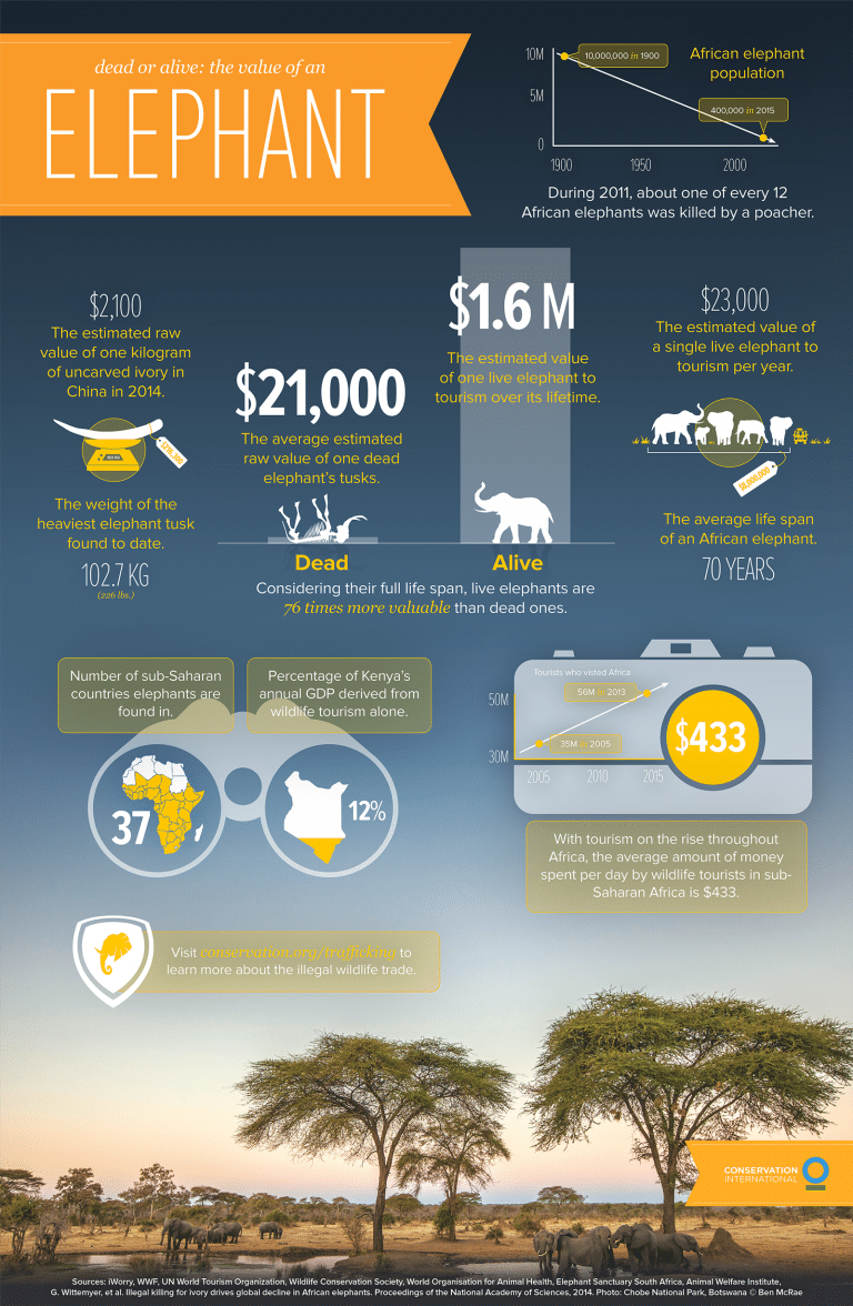 Elephant Information, Facts, Pictures & Video Learn More Big 5 Info
