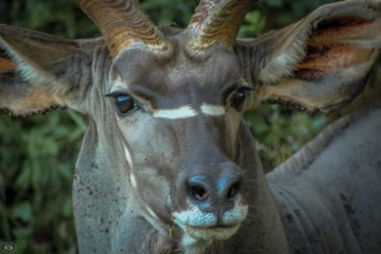 Nyala Facts - Hluhluwe Game Reserve