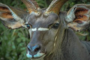 Nyala Facts - Hluhluwe Game Reserve