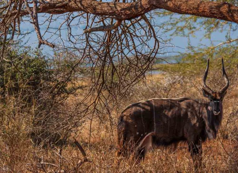 Nyala Facts - Hluhluwe Game Reserve