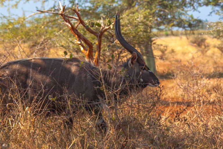Nyala Facts - Hluhluwe Game Reserve