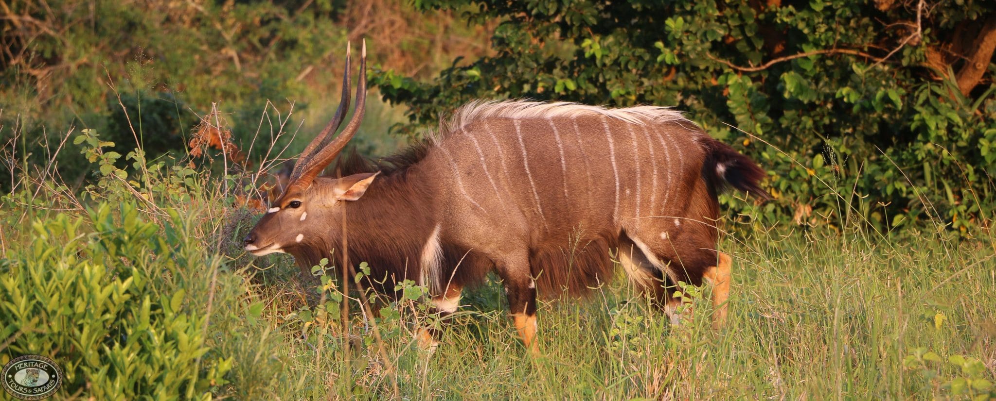 Nyala Facts - Hluhluwe Game Reserve