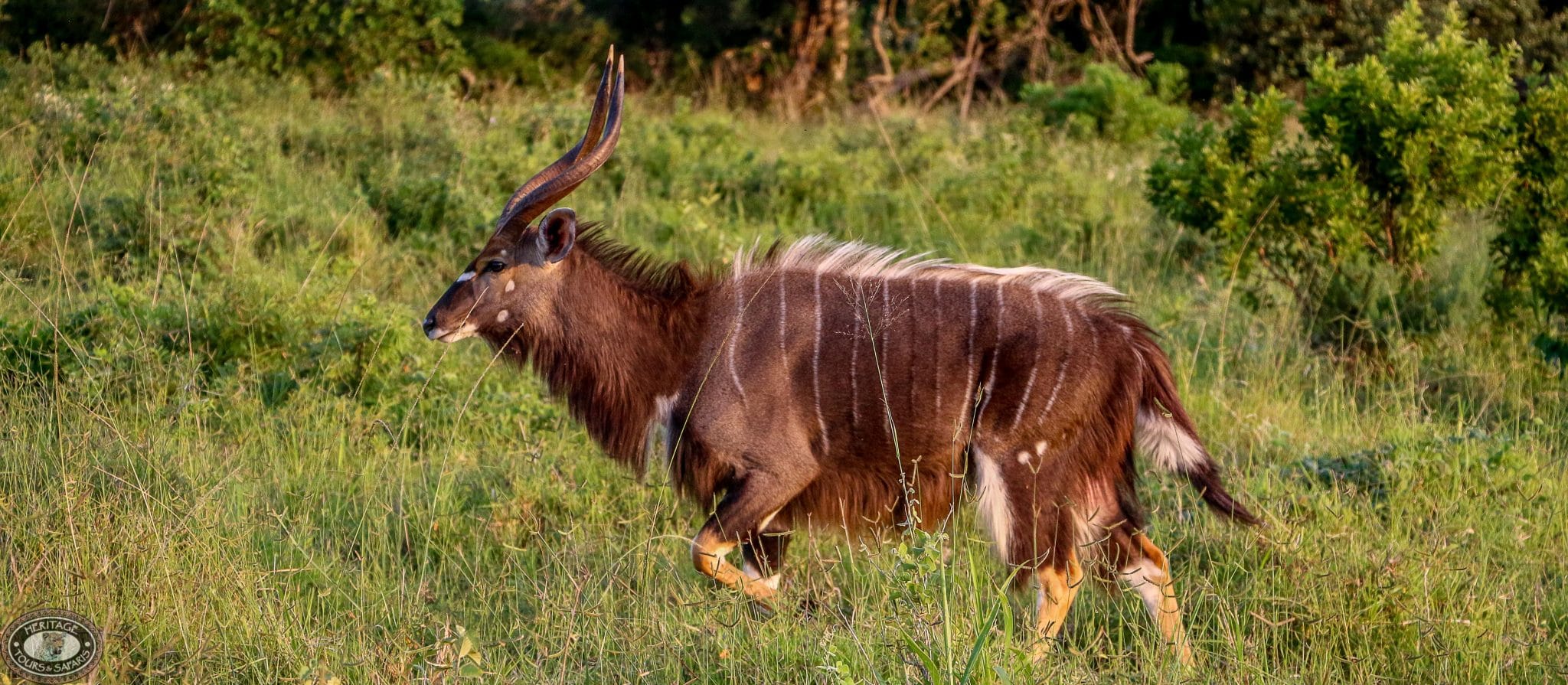 BushBuck Facts - Hluhluwe Game Reserve