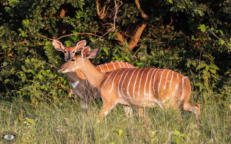 Nyala Facts - Hluhluwe Game Reserve