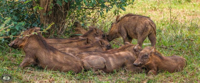 Warthog Facts - Hluhluwe Game Reserve